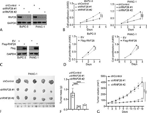 Rnf26 Promotes Pc Cell Growth In Vivo And In Vitro A And B Bxpc 3 And