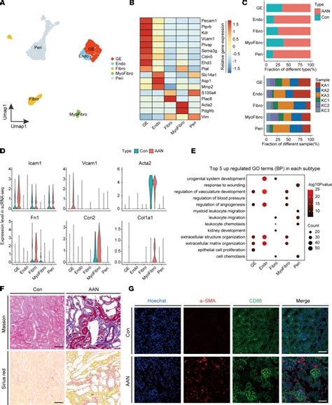 Integrated Single Cell Transcriptomics And Proteomics Reveal Cellular