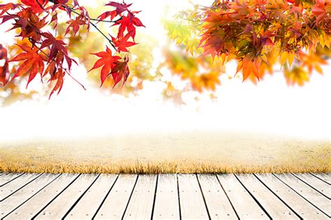 가을 배경 유토이미지 상세페이지 베이직샵 사진 20960811