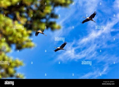 Three Cranes Flying Over A Tree Common Crane Grus Grus Bird
