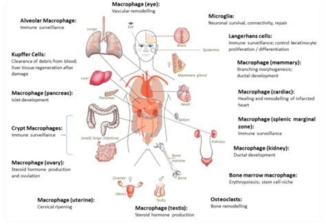 Macrophage Expression And Function Reproduced With Permission Of Download Scientific Diagram