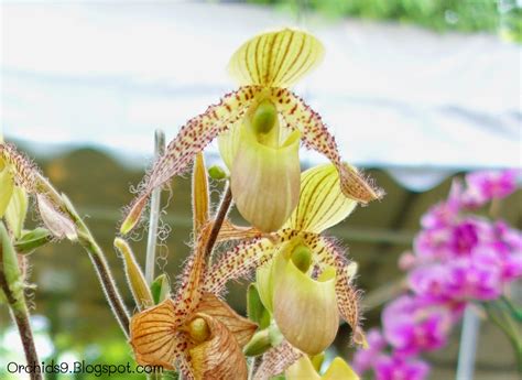 Orchids Flowers Pictures Bulbophyllum Vanda Cattleya Cymbidium