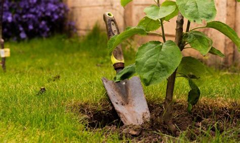 Ces 7 Plantes Ne Doivent Jamais être Plantées Près De Vos Arbres