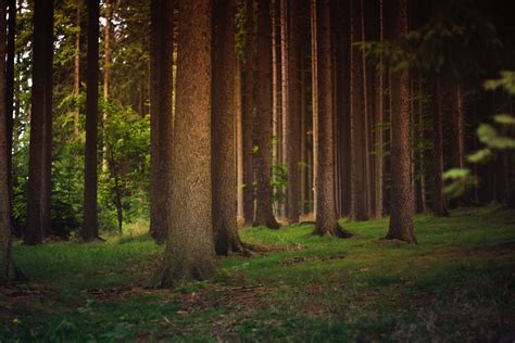 Tall Coniferous Trees On A Grassy Forest Floor Tree Trunks And Green