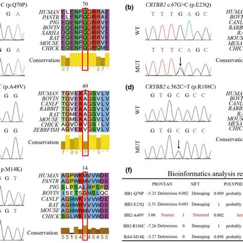 Sequence Chromatograms And In Silico Predictions Ae Sequence Download Scientific Diagram