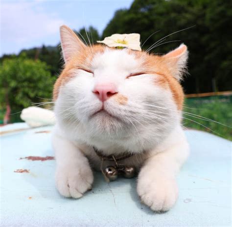 鬼灯の花 かご猫 Blog