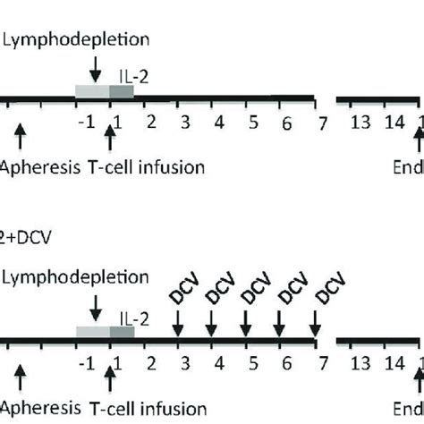 Protocol Time Line A Schematic View Of The Treatment Protocol For The