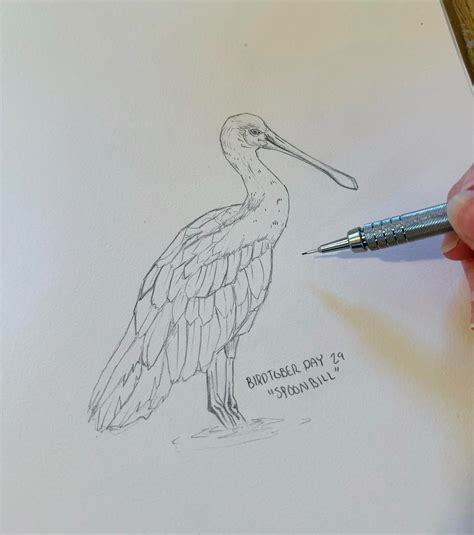 Lil Spoonbill Sketch Album On Imgur