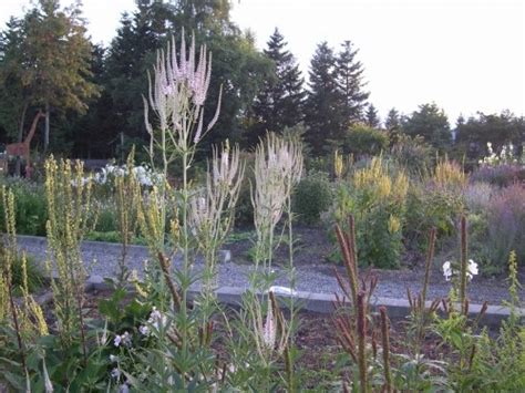 Veronicastrum Virginicum Cv By Kasui
