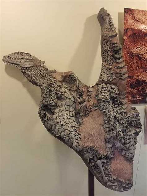 D Designhub A Fossilized Skull Of A Placoderm An Armored Fish From The Devonian Period D Designhub A Fossilized Skull Of A Placoderm An Armored Fish From The Devonian Period