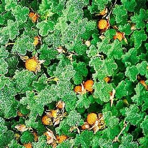 Green Leaves With Brown Flowers On Them And Some Yellow Ones In The