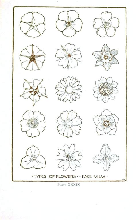 Different Types Of Flowers Drawing Images Selection Of Differently Constructed Flowers At