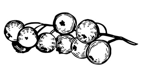 화이트 건포도 열매 나뭇 가지 클립 아트 여름 식용 수확 손으로 그린 벡터 식물학 일러스트레이션 흰색 배경에 고립 된 복고풍 조각 스타일 드로잉 건강한 식생활에 대한 스톡