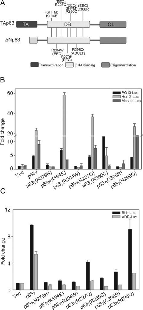 Differential Effects Of P63 Mutants On Transactivation Of P53 Andor