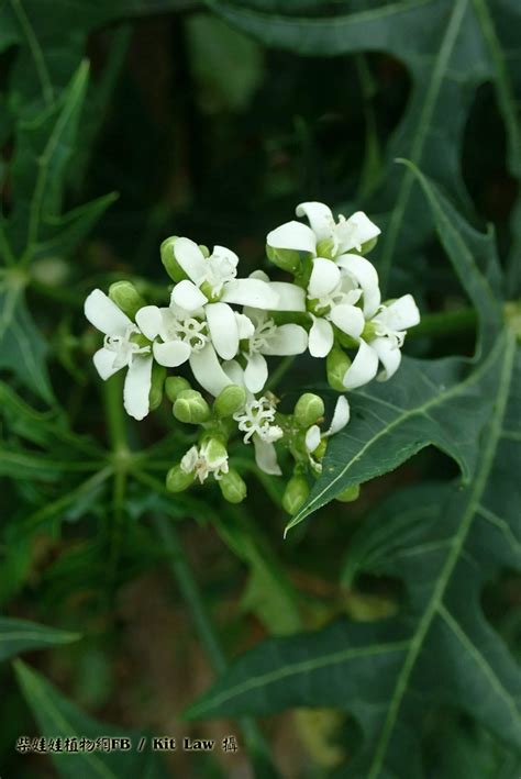6622 樹菠菜 標室沒收錄