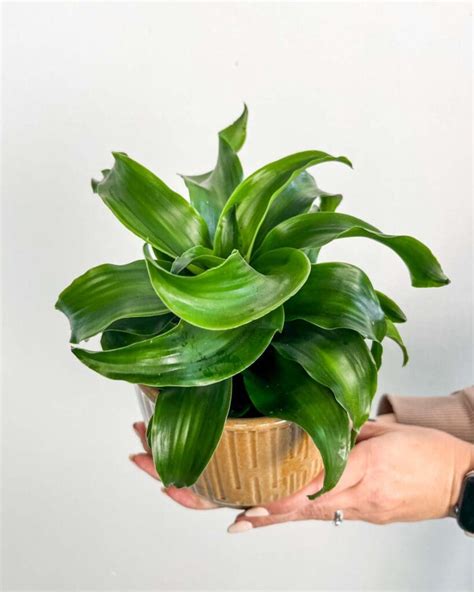 Zmajevka Green Jewel Dracaena Fragrans M Džungla Plants