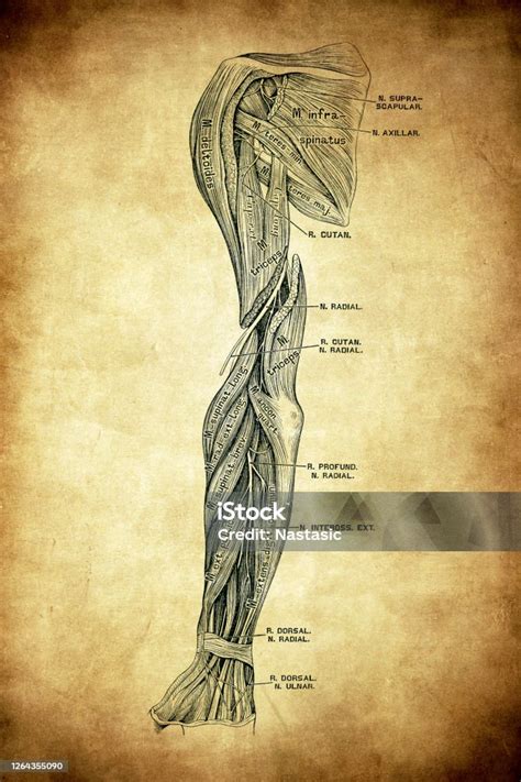 Saraf Di Sisi Extensor Ekstremitas Atas Ilustrasi Stok Unduh Gambar