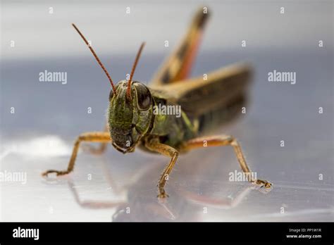 Grasshopper Facing The Camera Large Green Grass Hopper Cleaning Its