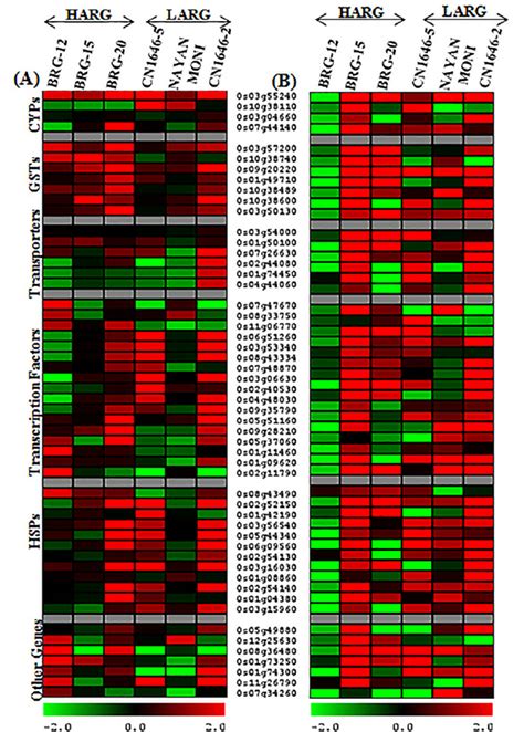 Differential Expression Analysis Of Rice Oryza Sativa L Genes In