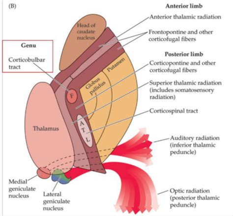 Corticobulbar Tract