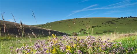 Our Wild Sussex Sussex Wildlife Trust