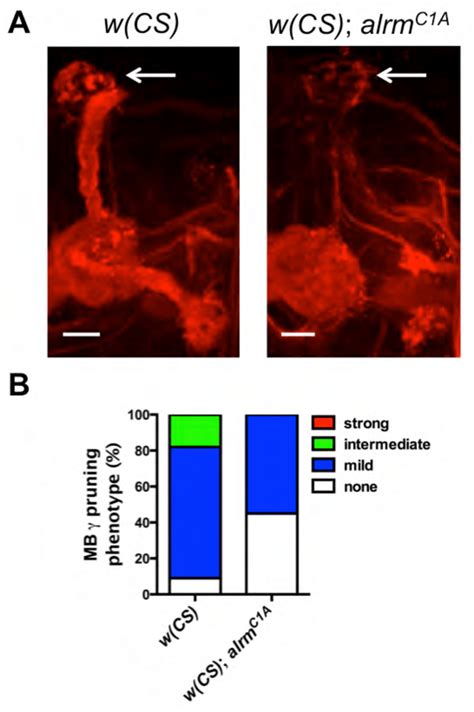 Figure A16 Alrm Is Not Required For Mb γ Pruning A Mb Lobes Were