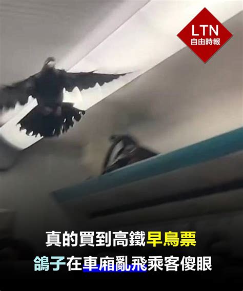 自由時報 鴿子：咕咕咕，我也是有買票的！ 圖：乘客翁小姐提供