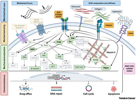 Beyond Matrix Stiffness Targeting Force Induced Cancer Drug Resistance