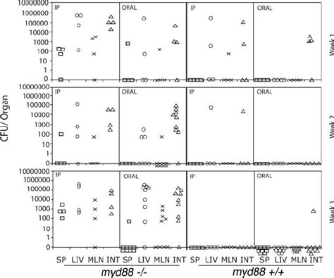C Jejuni Colonizes The Systemic Tissues Of Myd88 Deficient Mice Myd88