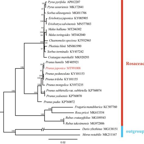 Phylogenetic Tree Reconstruction Of 25 Taxa Using Maximum Likelihood