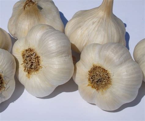 Nije Svaki Beli Luk Bosut Ns Seme Provereno PristupaČno Pouzdano