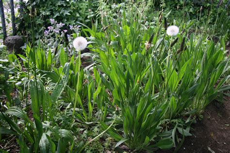 Homepage Phytologyphytology