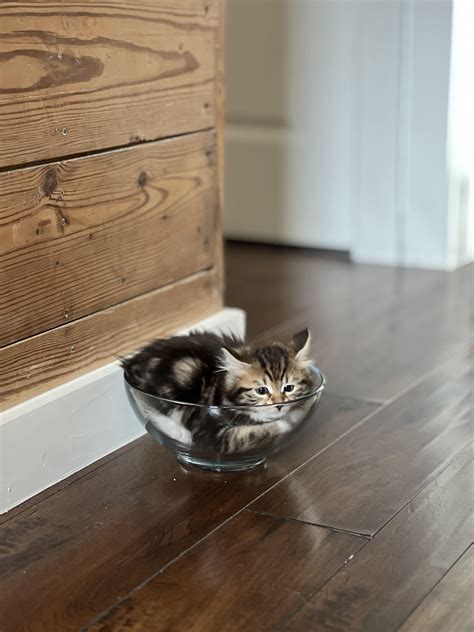 Kitty Soup R Siberiancats