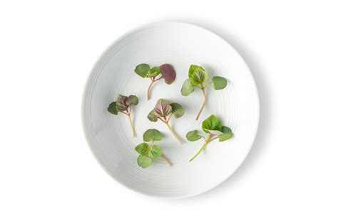 Micro Shiso Bicolor Fresh Origins