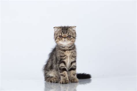 エキゾチックショートヘアの特徴と性格は？適切な飼い方と平均寿命 Nademo ペットメディア【nademo なでも 】
