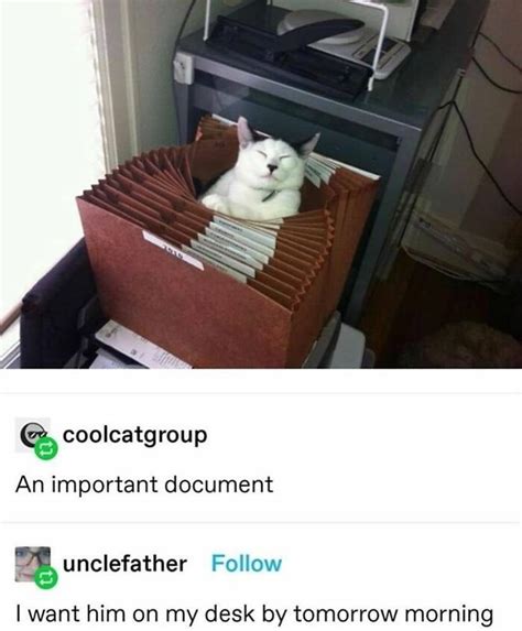 50 Hands Down Funniest Pics Of Cats From The ‘cat Virusexe Instagram