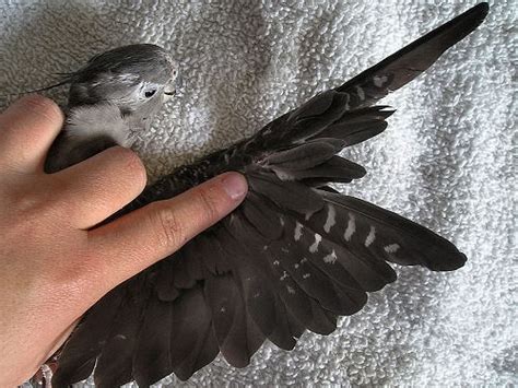 The Molting Process In Parrots