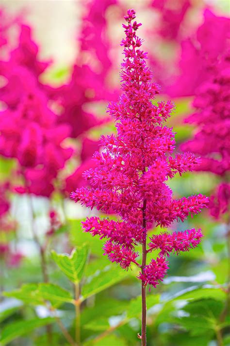Astilbe Plant