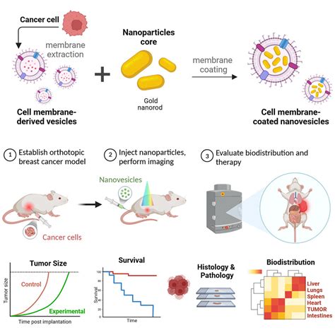 Bioinspired And Biomimetic Cancer Cell Derived Membrane Nanovesicles