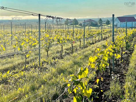 Nova Scotia Vineyard For Sale Vinesmart