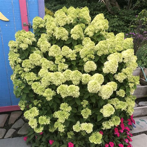 Dwarf Limelight Hydrangea Buy Prices