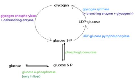 Biochem Exam 3 Ppt 8 Flashcards Quizlet