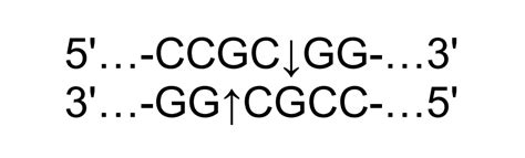 Speedycut Sacii Restriction Enzyme Bio Basic Asia Pacific Pte Ltd