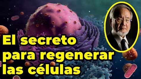 Todo Lo Que Necesitas Saber Sobre La Autofagia Celular Beneficios