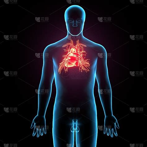 人体心脏解剖三维插图