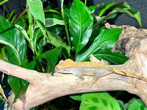 Partial Pinstripe Crested Gecko By Dc Reptiles Morphmarket