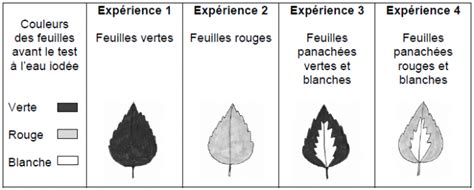Banque de sujets du DNB SVT Académie de Besançon