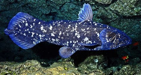 Prehistoric Fish
