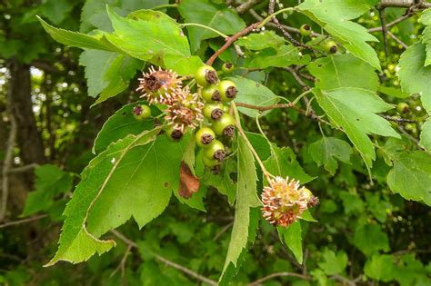 Cedar Quince Rust Identify Prevent And Treat It