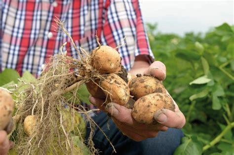Agrosphere